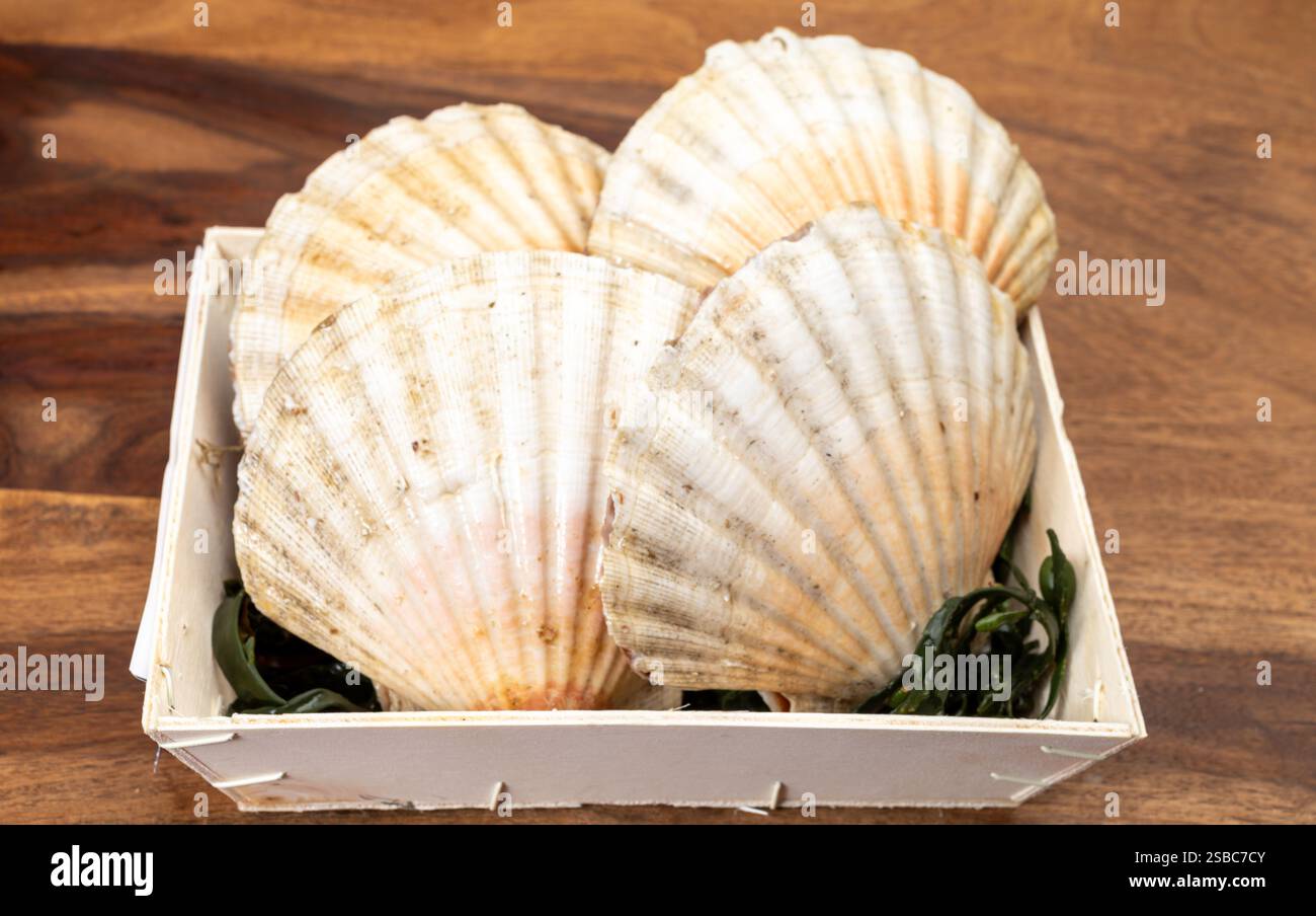Atlantic bay scallops coquille St. James sea shells, in shells and ...