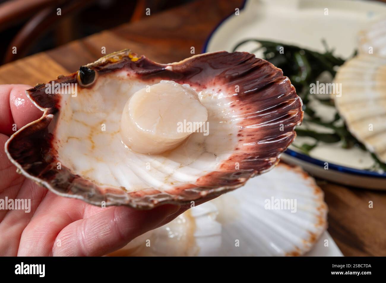 Atlantic bay scallops coquille St. James sea shells, opened in shells ...