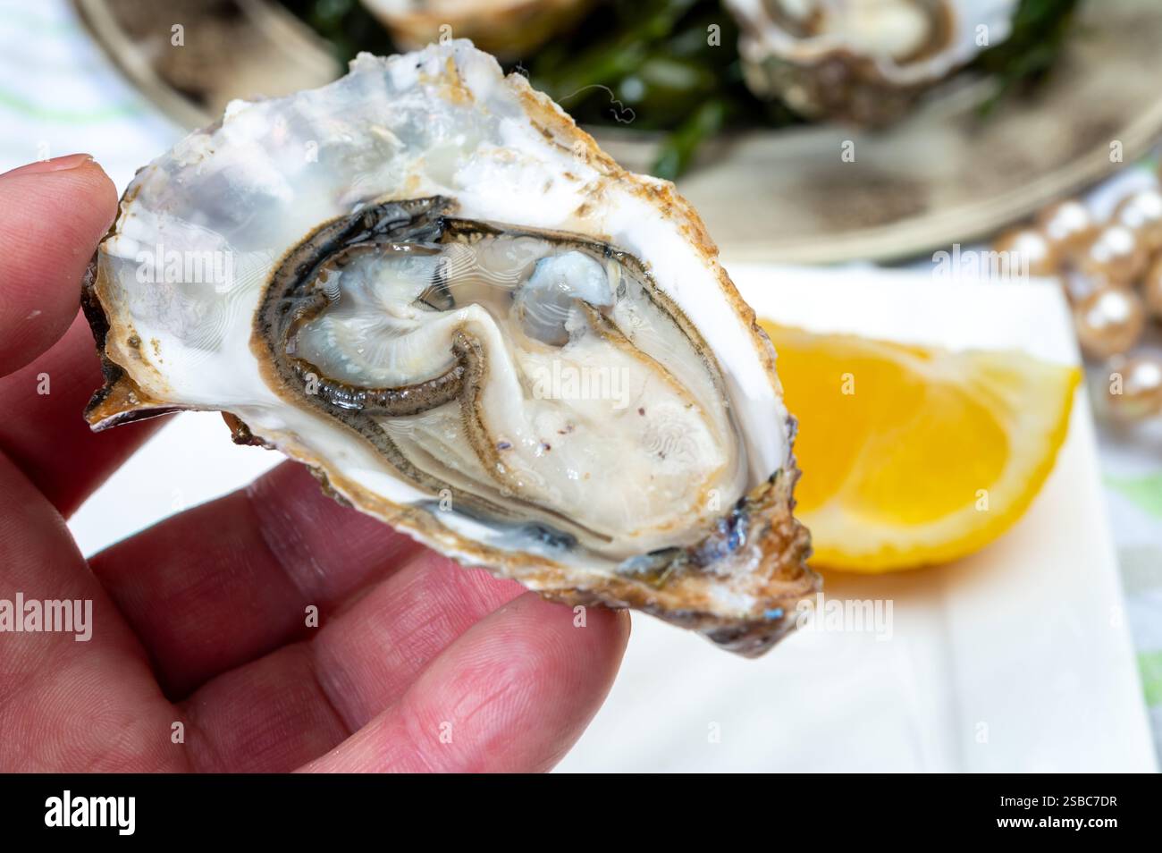 Hand with opened fresh live raw Fine de Claire Oleron oysters seashells served oyster-farming ...