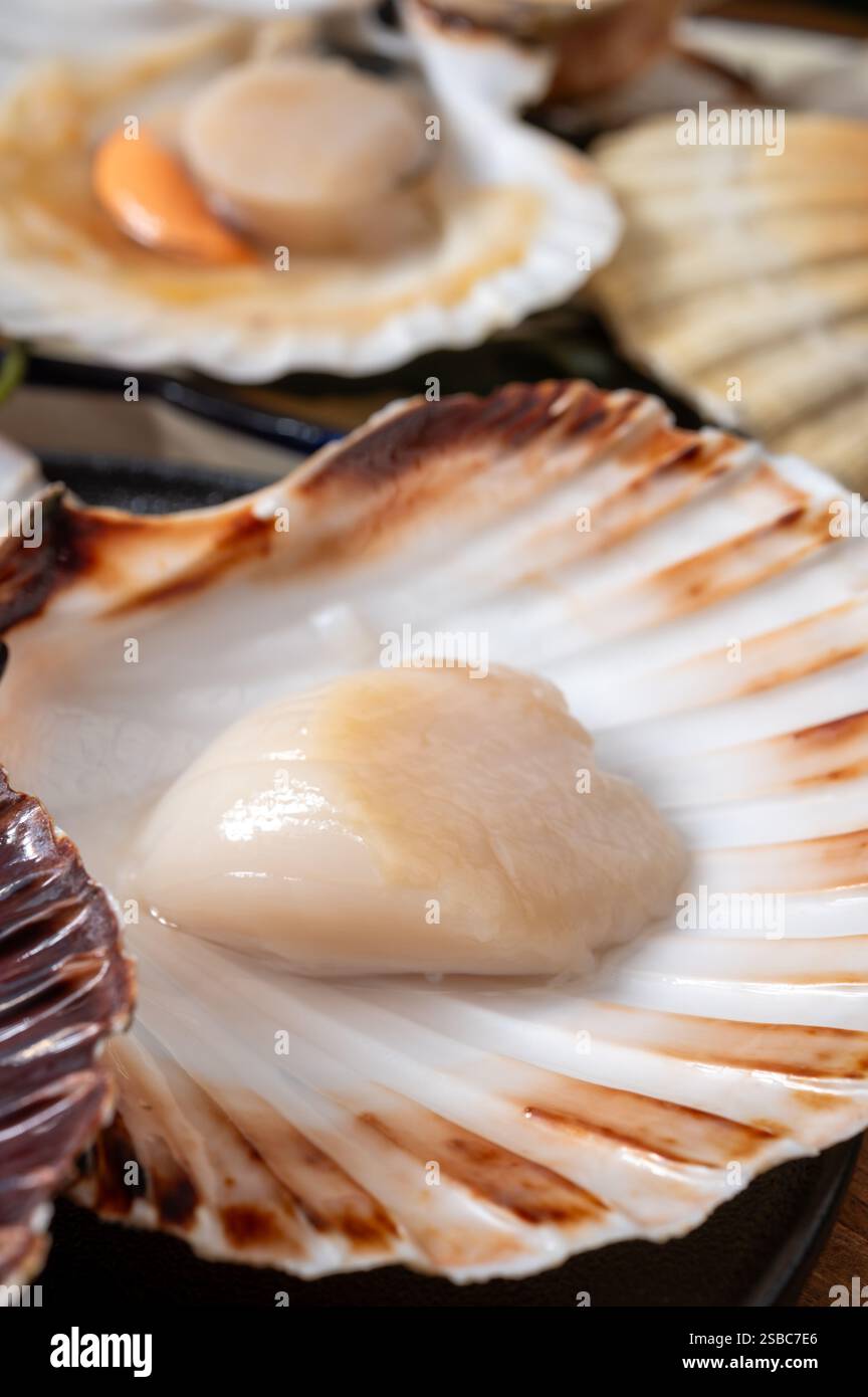 Atlantic bay scallops coquille St. James sea shells, opened in shells ...