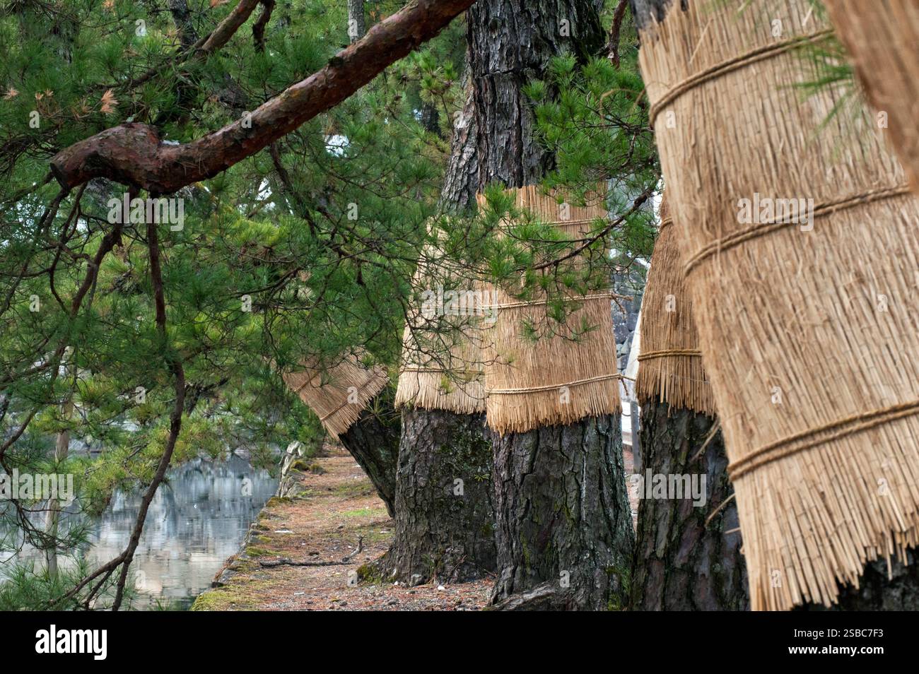 Famous Irohamatsu pine trees: Straw protective wrap around tree trunk ...
