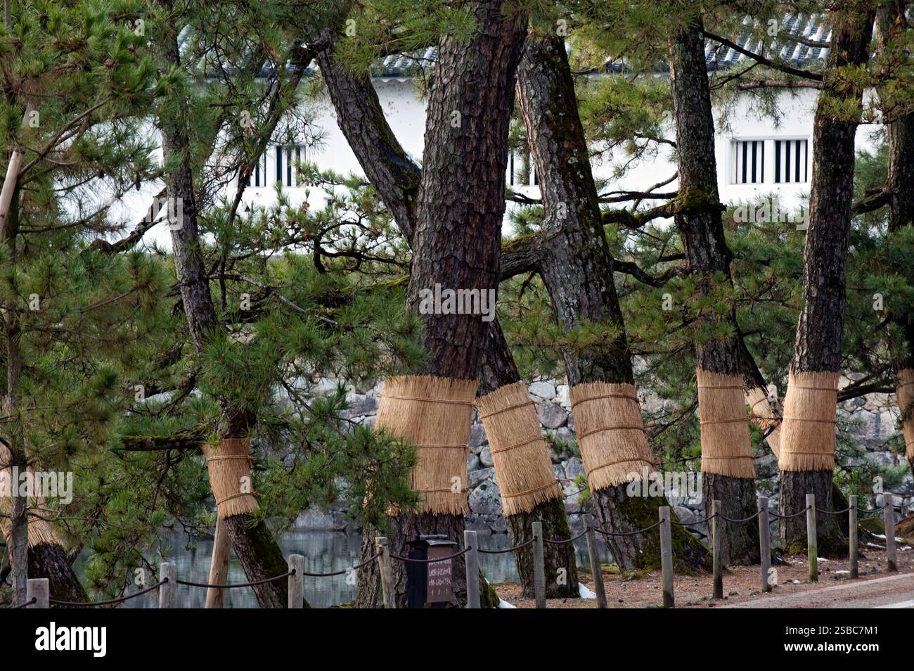 Famous Irohamatsu pine trees: Straw protective wrap around tree trunk ...
