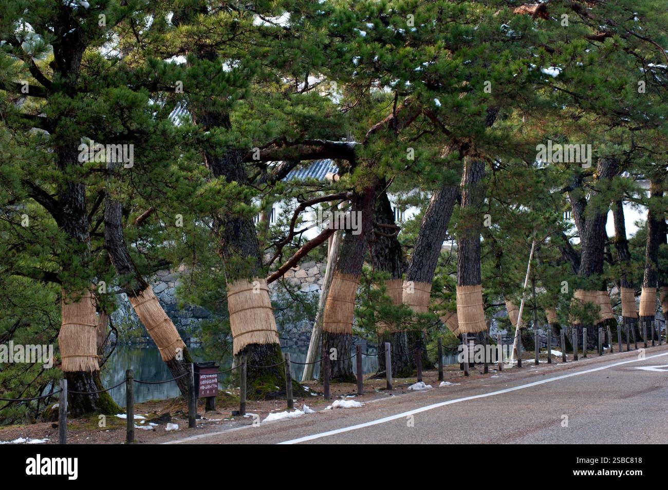 Famous Irohamatsu pine trees: Straw protective wrap around tree trunk ...