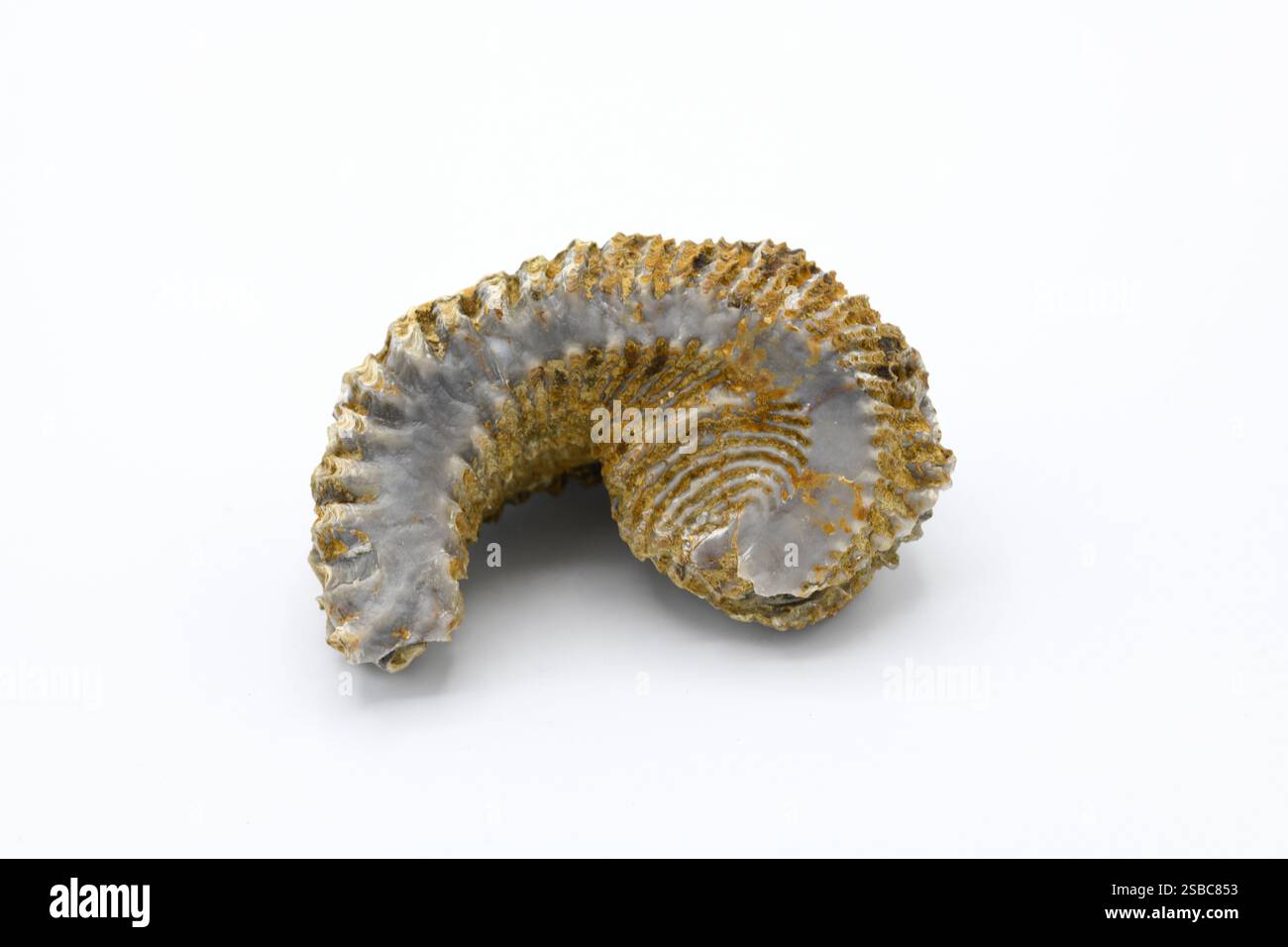 Alectryonia carinata is a fossil bivalve mollusk that living during the ...