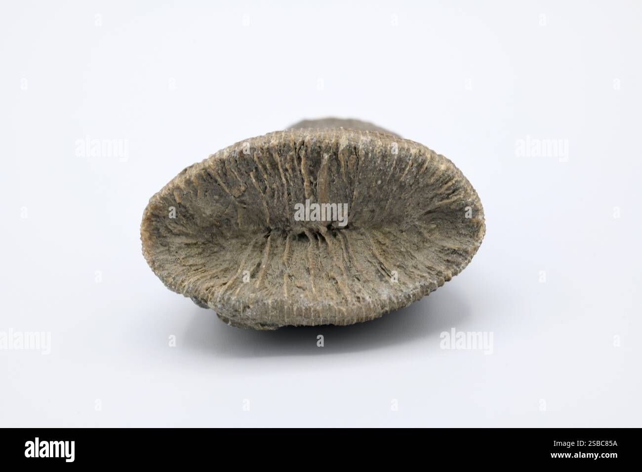 Aulosmilia archiaci is an Anthozoa fossil from Cretaceous, 115 million ...