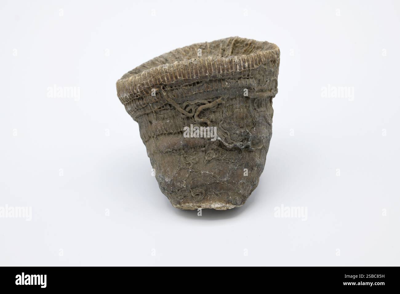 Aulosmilia archiaci is an Anthozoa fossil from Cretaceous, 115 million ...