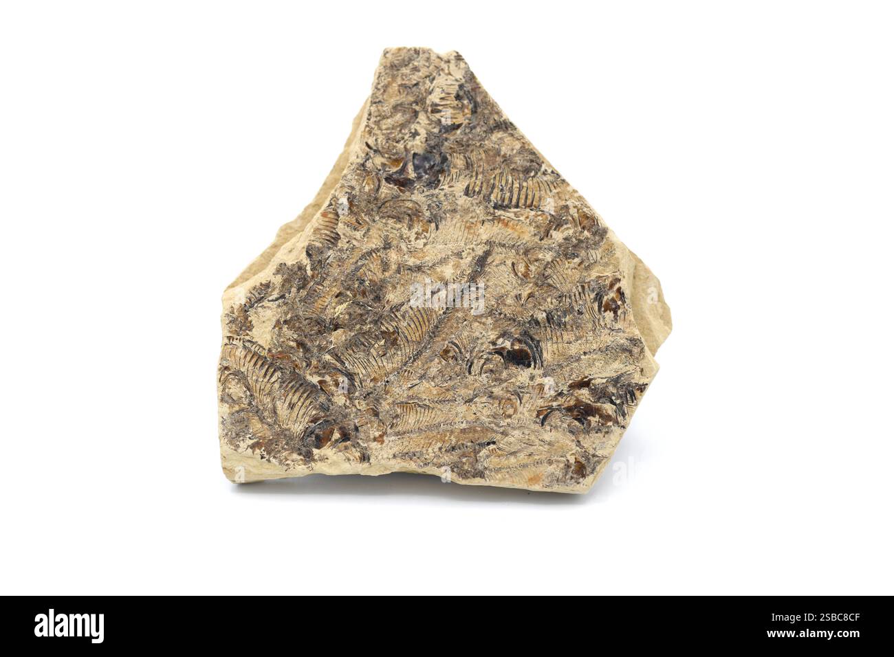 Knightia eocaena, skeletal remains of freshwater fish from Eocene. This ...