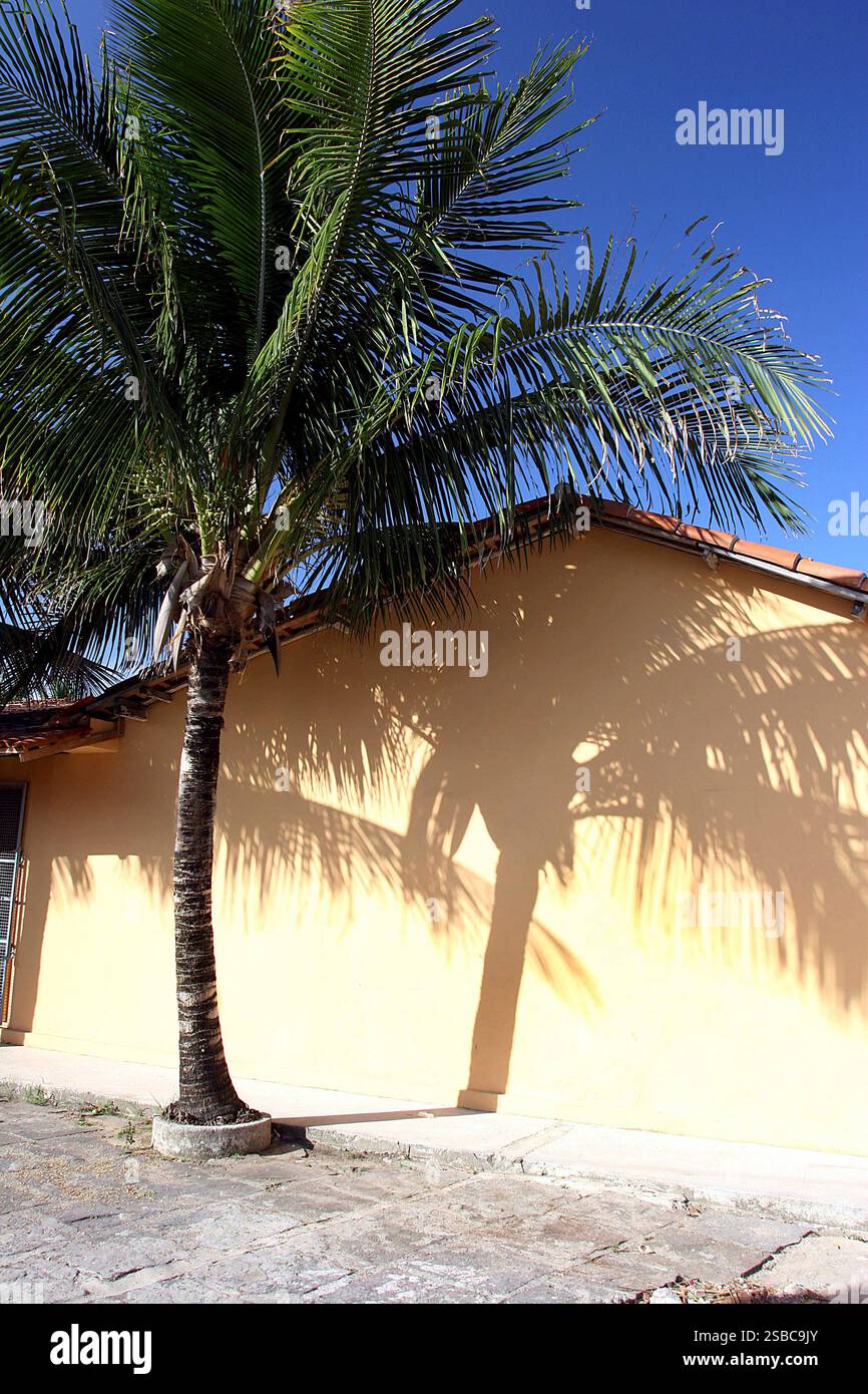 view of street with palm tree in Porto Seguro, Bahia, Brazil Stock ...