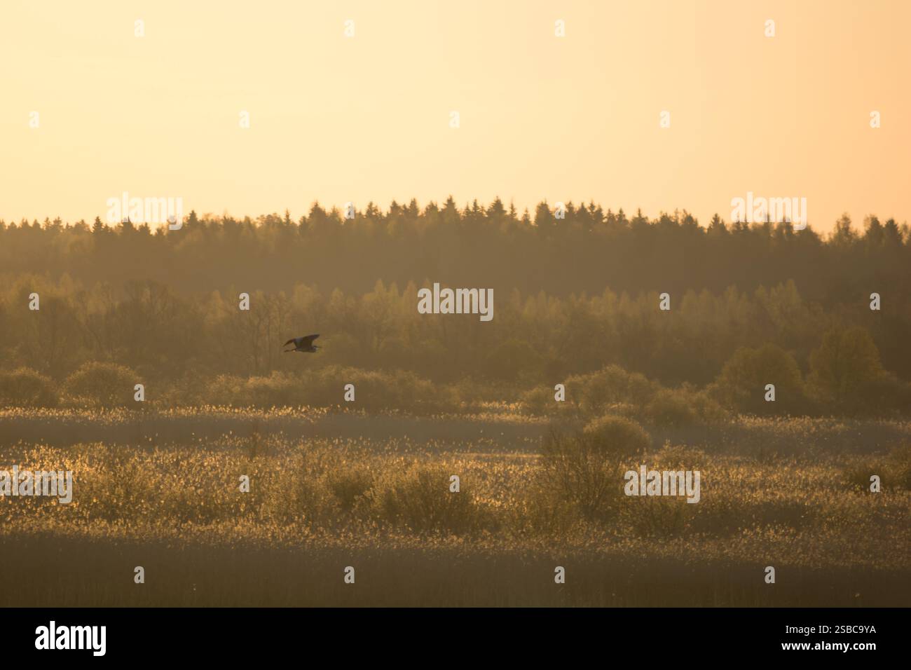 Bird flying over the reeds of a river delta in Western Finland at ...