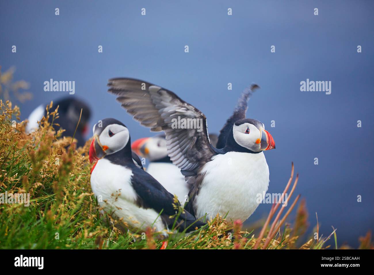 Atlantic Puffins birds or common puffins in nature background at ...