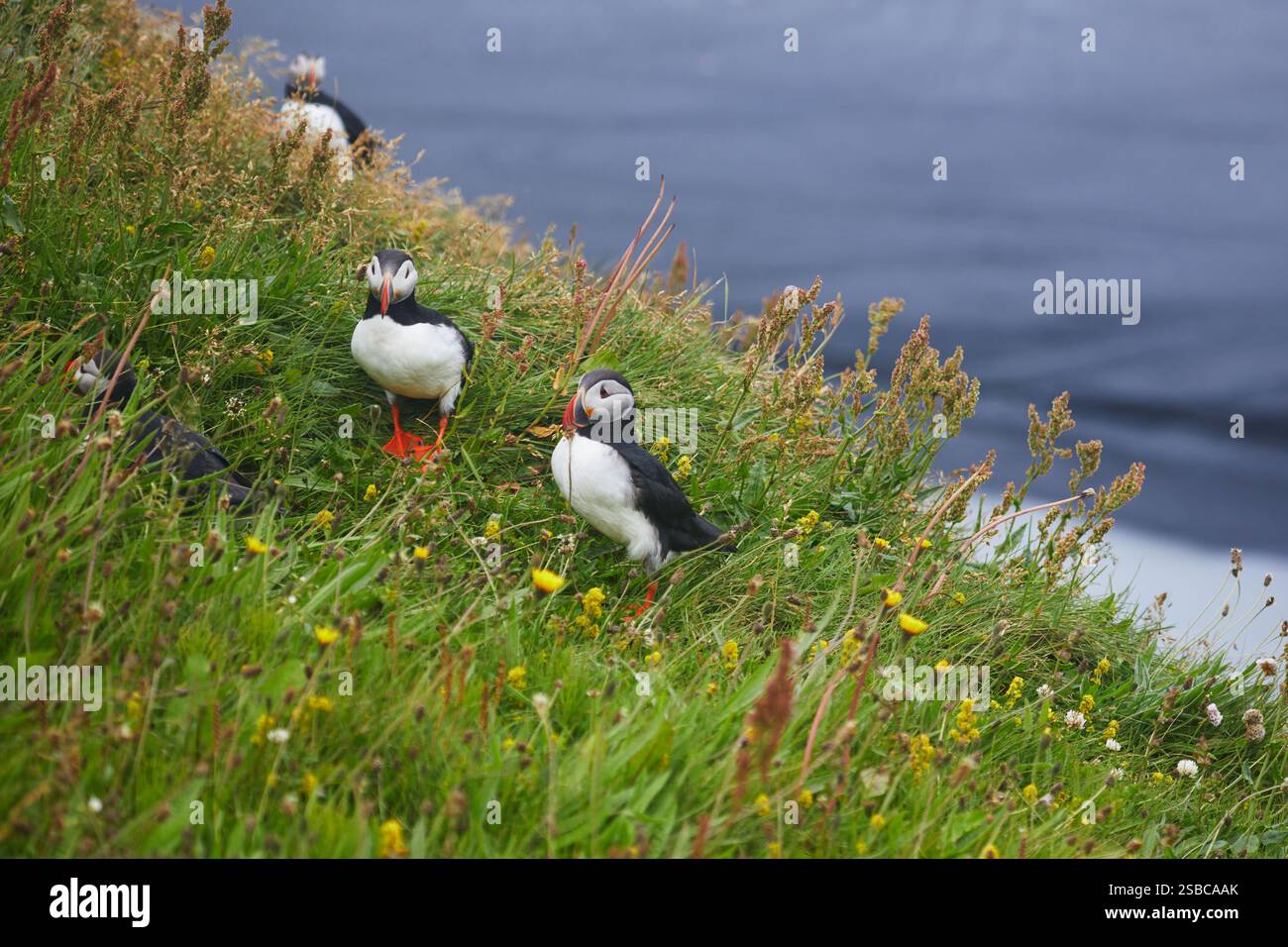 Atlantic Puffins birds or common puffins in nature background at ...