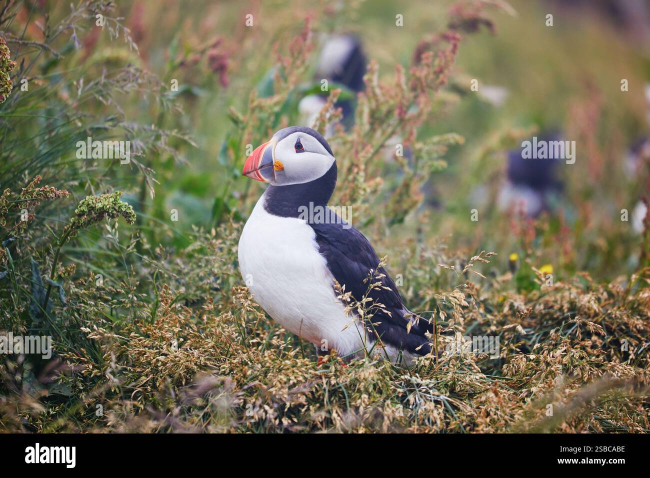 Atlantic Puffins birds or common puffins in nature background at ...