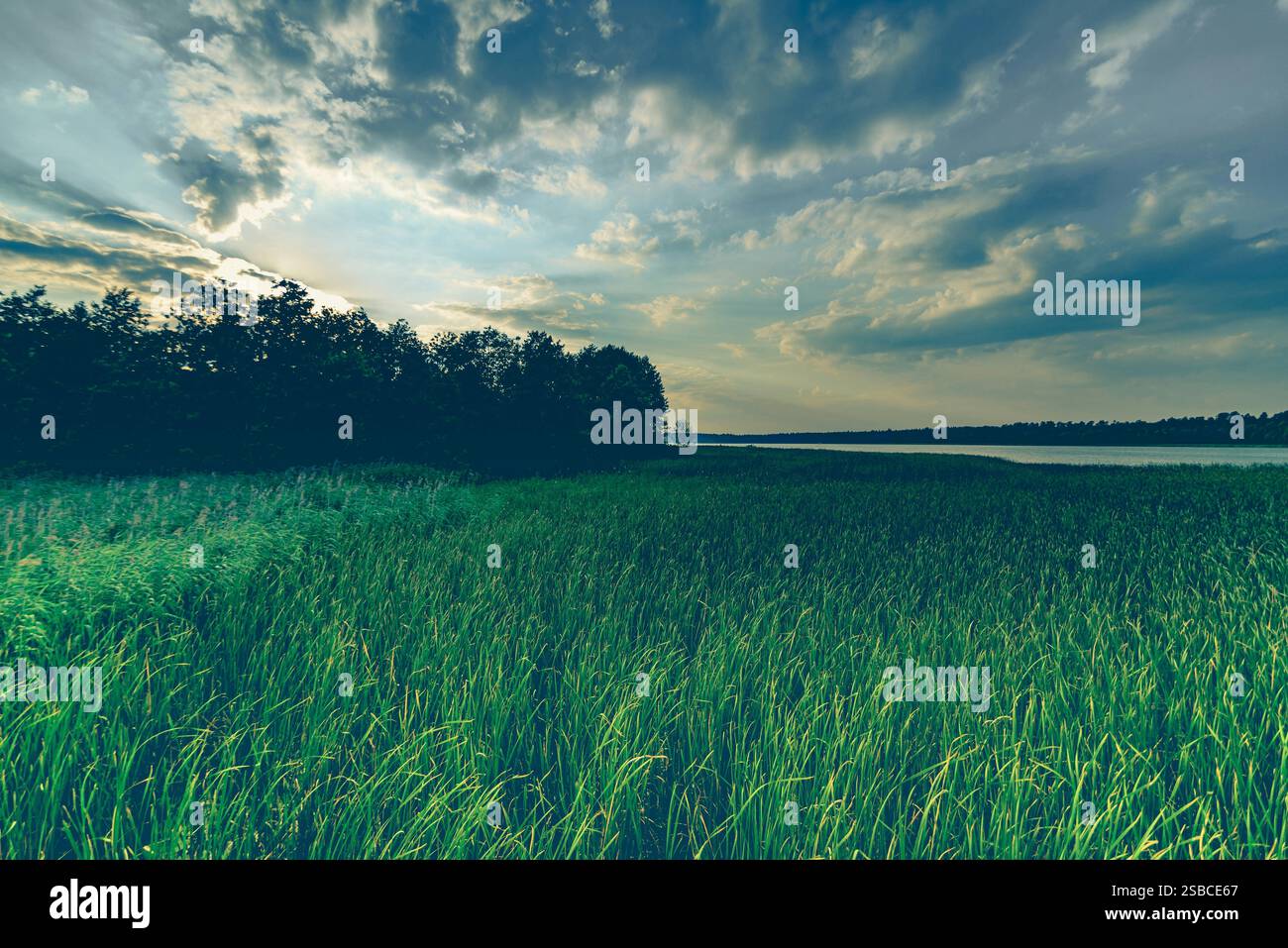 Dramatic Skies, Golden Field. Nature's Powerful Contrast. Find Beauty ...