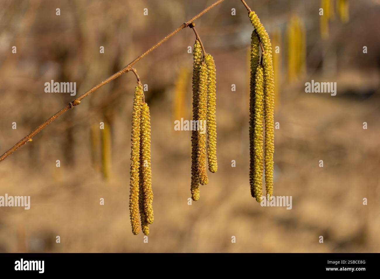 Long yellow catkins dangle from a slender branch against a blurred ...