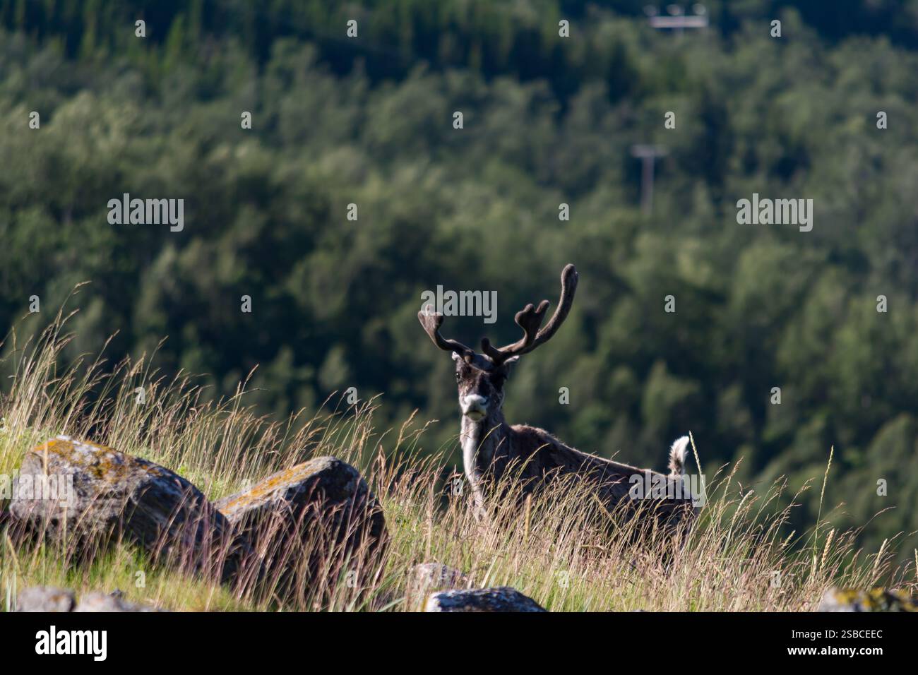 Reindeer in norway summer hi-res stock photography and images - Alamy