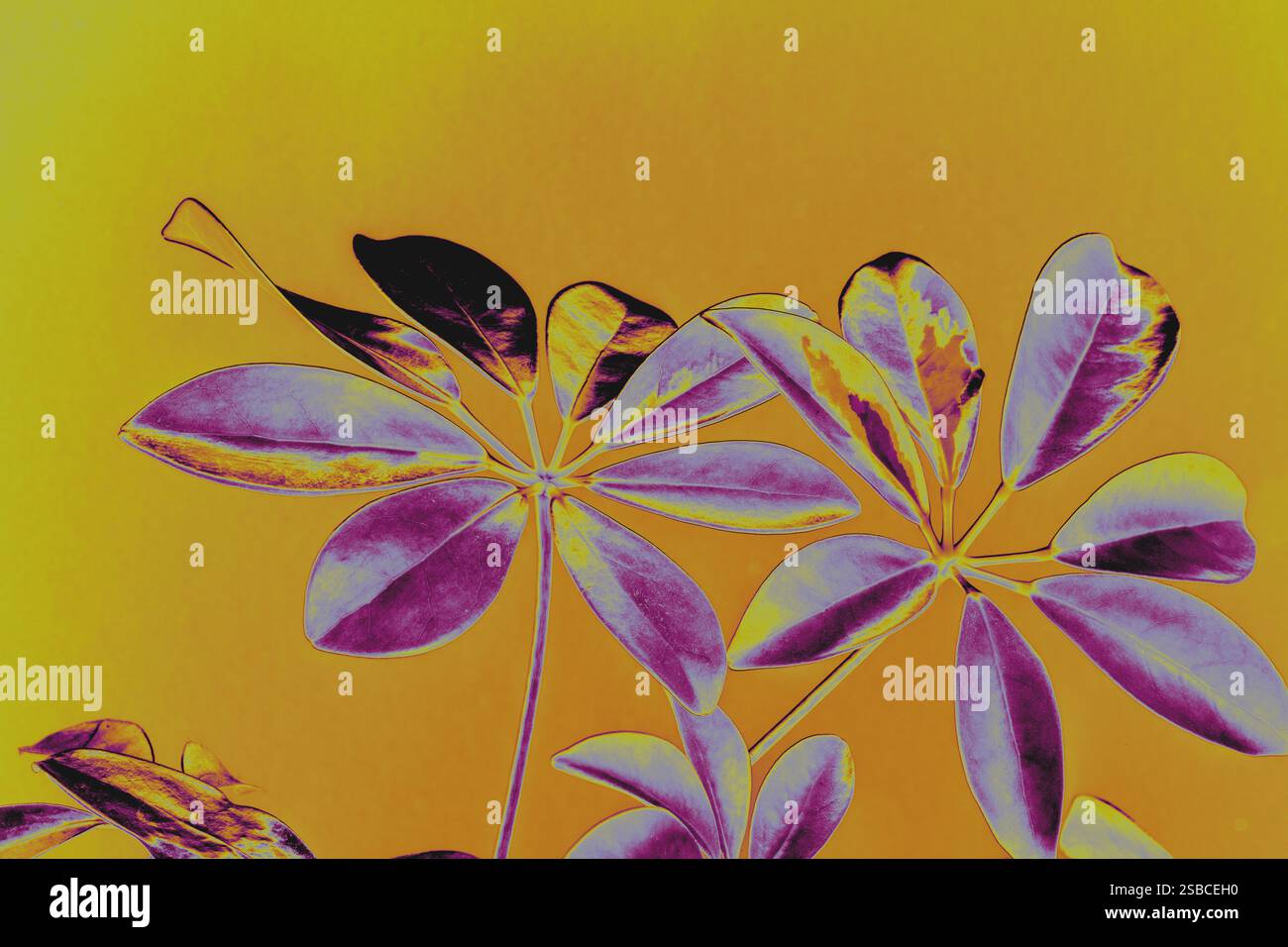 Abstract neon colored leaves of indoor schefflera plant on warm yellow ...