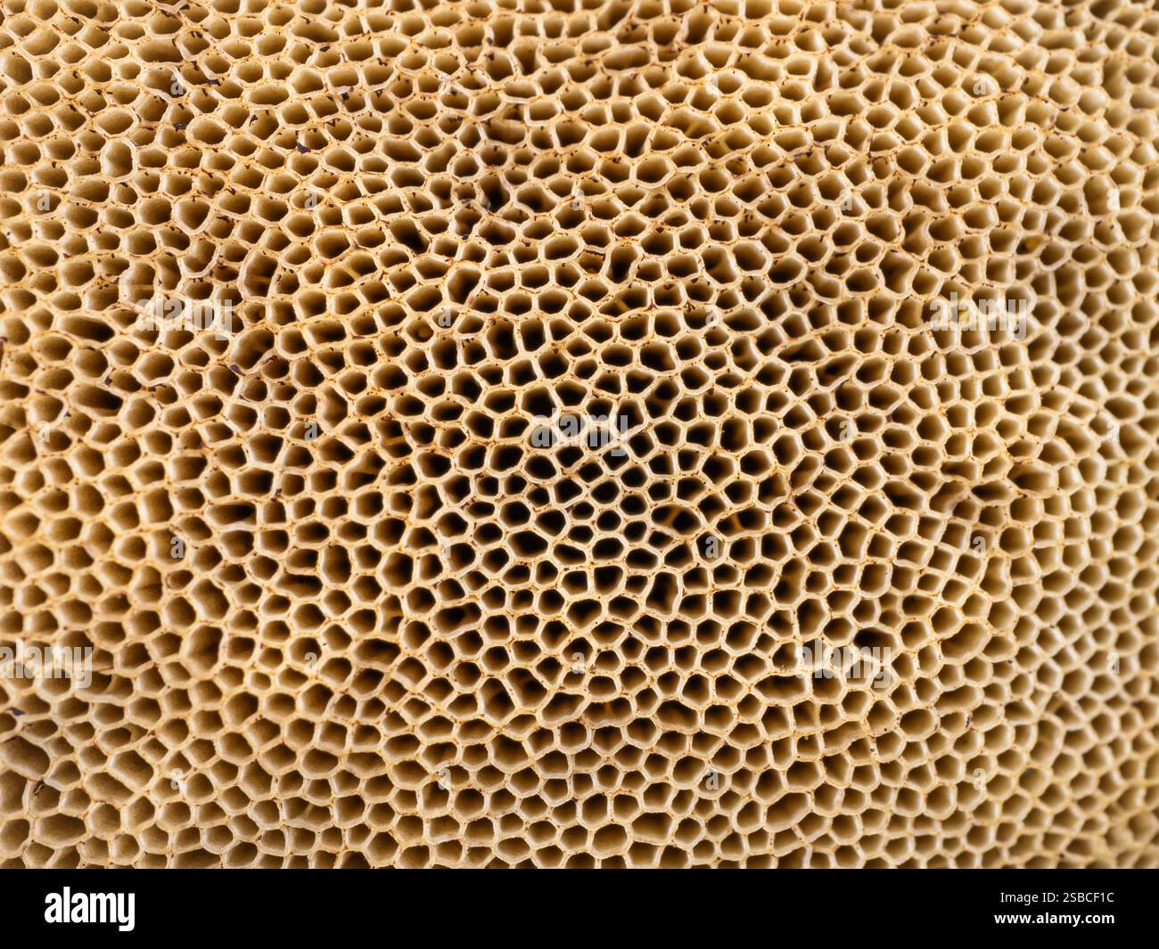 Underside, porous texture of mushroom cap. Macro, abstract natural ...
