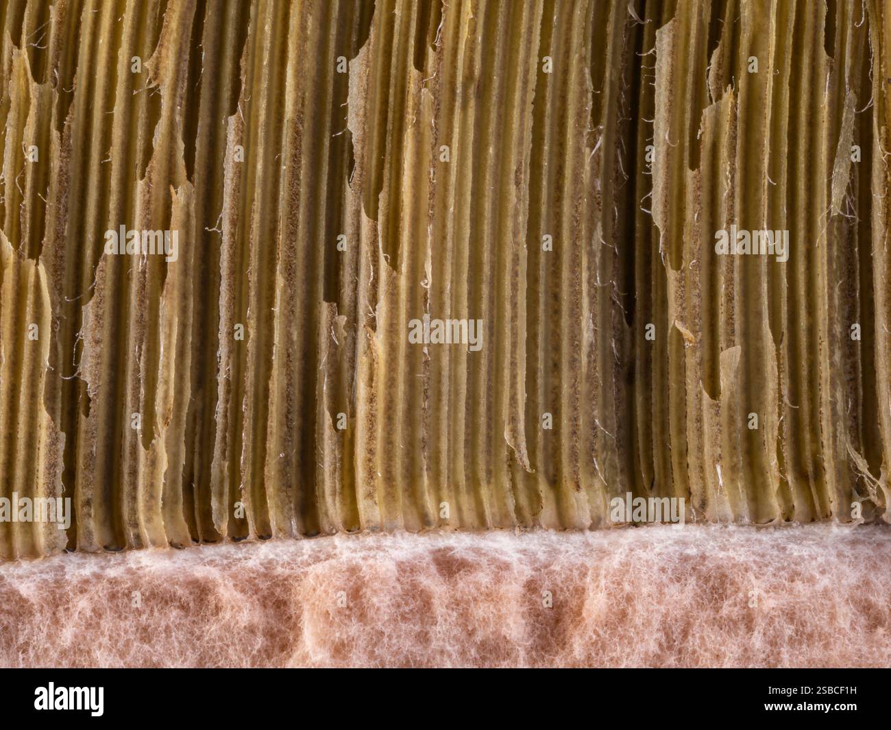 Close-up, inside, texture of the mushroom cap Stock Photo - Alamy