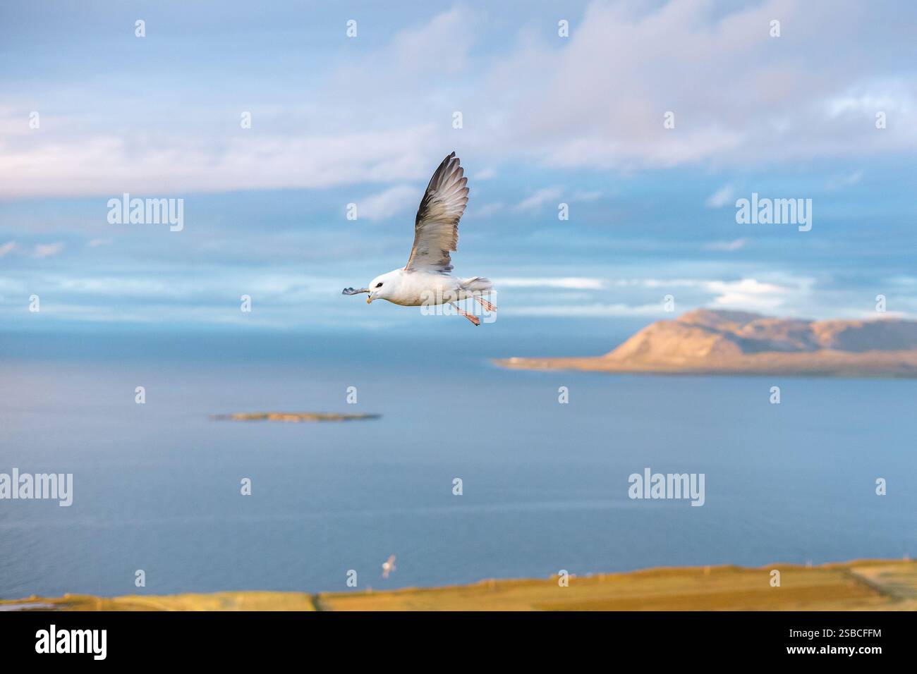 Iceland gull, Larus glaucoides, is flying over a coastal landscape, its ...