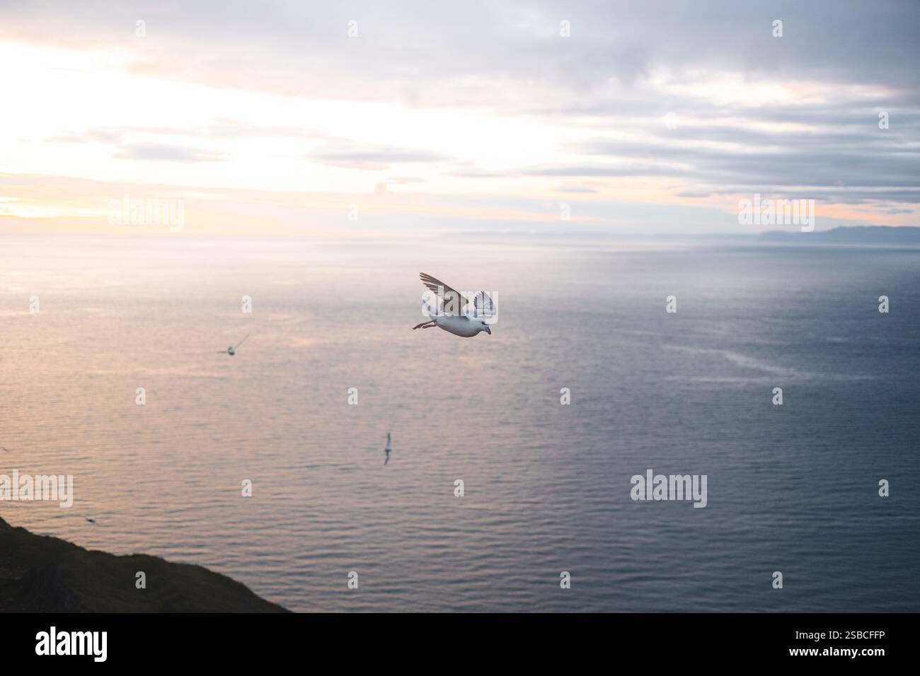 Iceland gull, Larus glaucoides, is flying over a coastal landscape, its ...