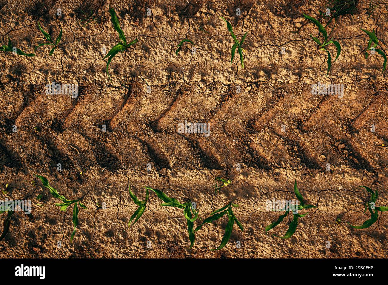 Closeup of a tractor tire track imprint or tread mark in maize crop ...