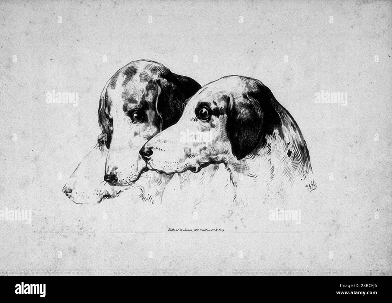 Lithograph, 'Untitled (Heads of three dogs Stock Photo - Alamy