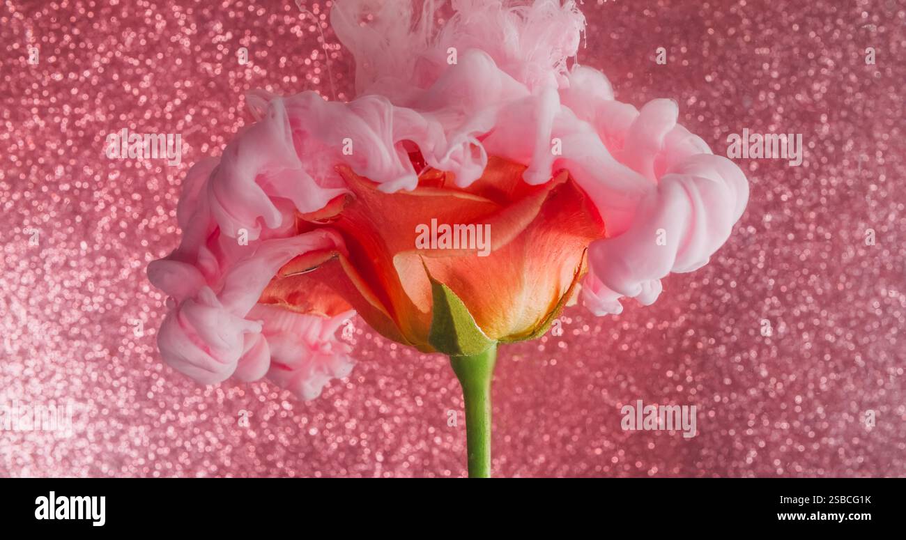 Art fume. Rose smoke. Pink red orange veil color haze paint falling on ...