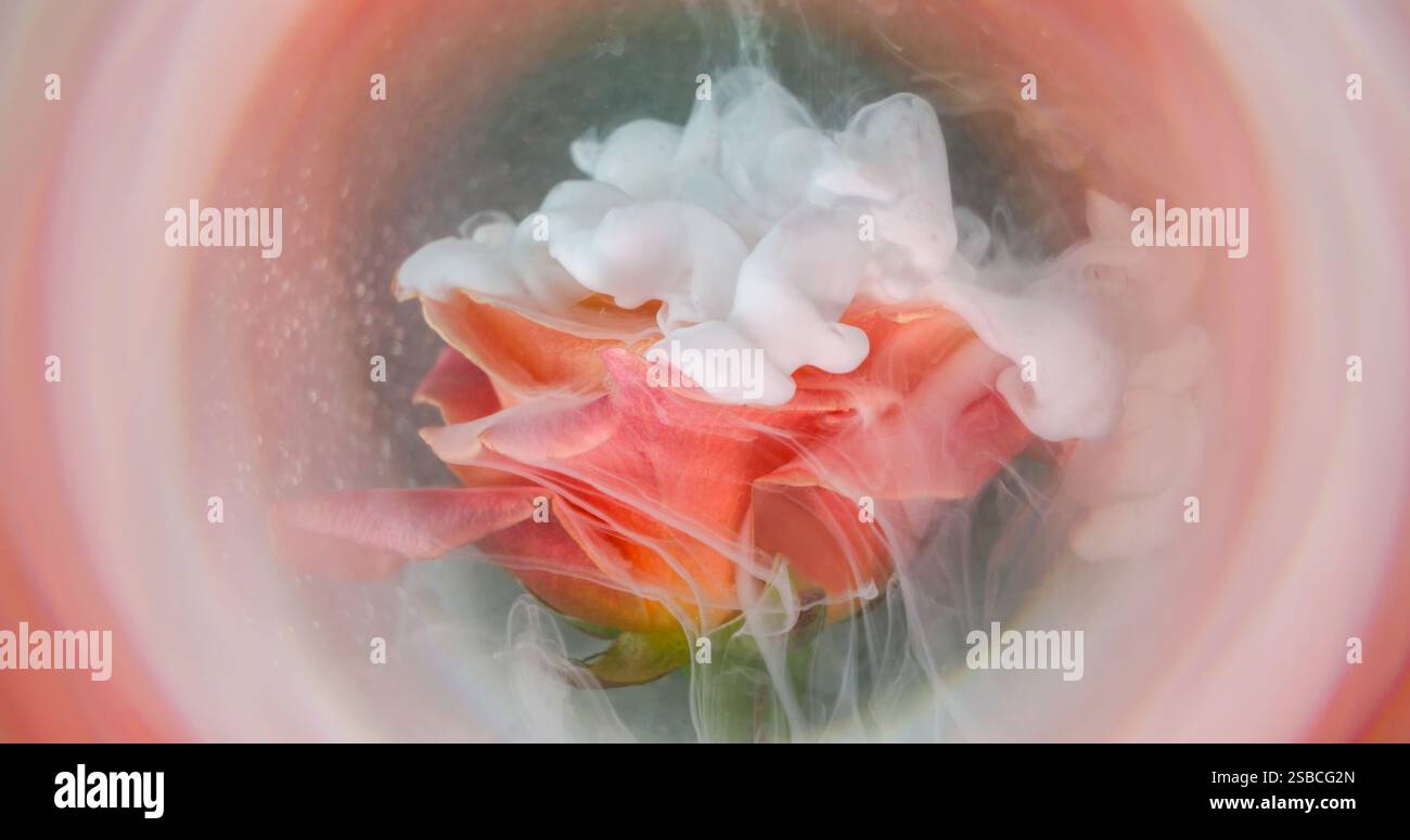 Mist swirl rose smoke pink hi-res stock photography and images - Alamy