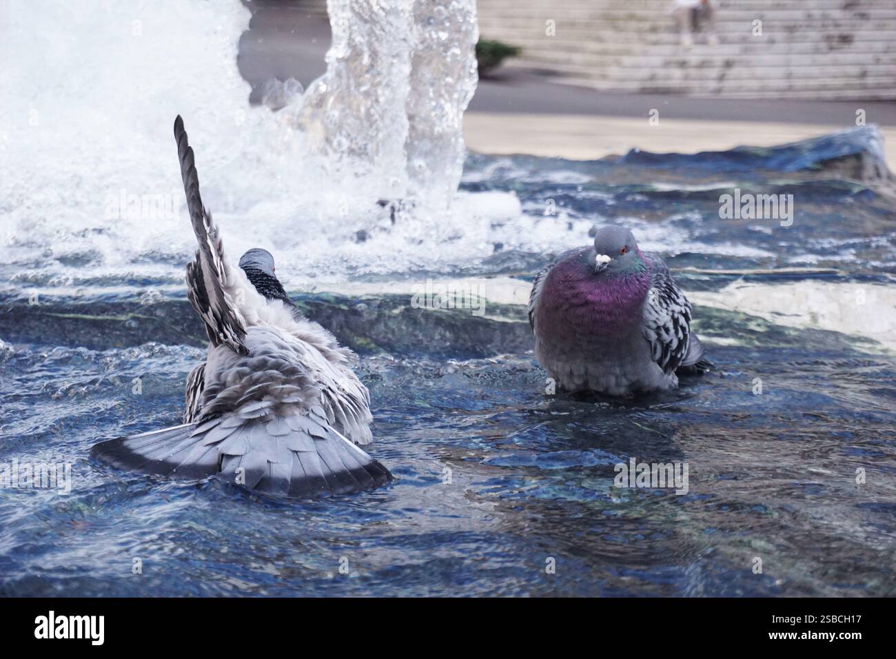 Two pigeon taking a bath Stock Photo - Alamy
