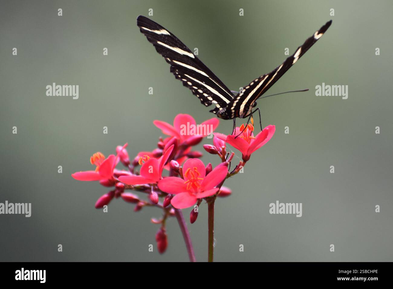 Butterfly key west hi-res stock photography and images - Alamy