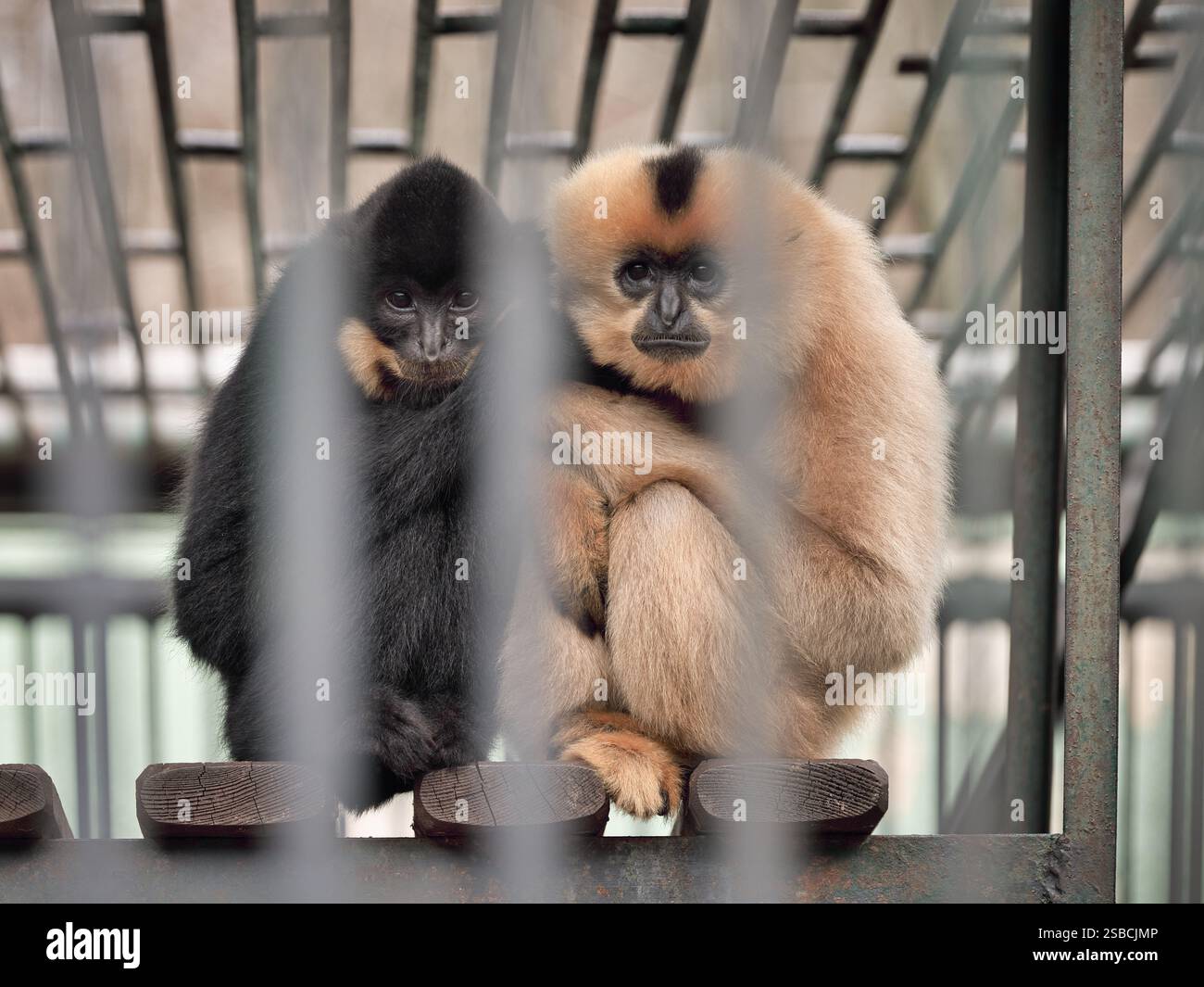 Two imprisoned monkeys behind bars Stock Photo - Alamy