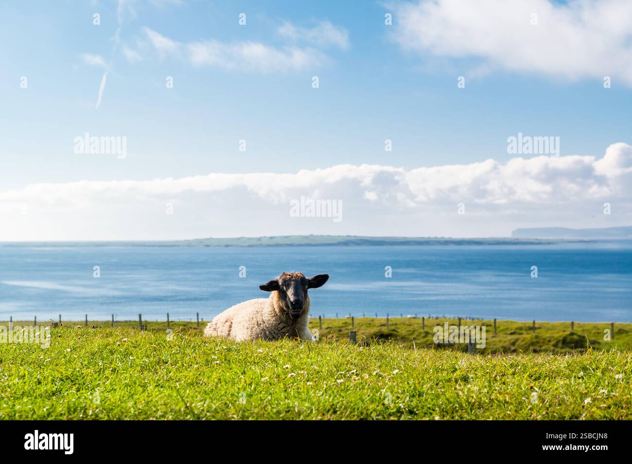 Black headed sheep resting on the grass, facing the camera, Duncansby ...
