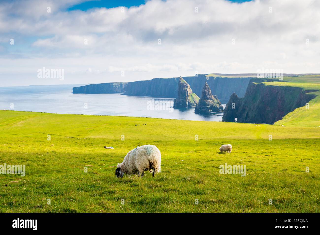Sheeps grazing in a big meadow in front of the rockys peaks of ...