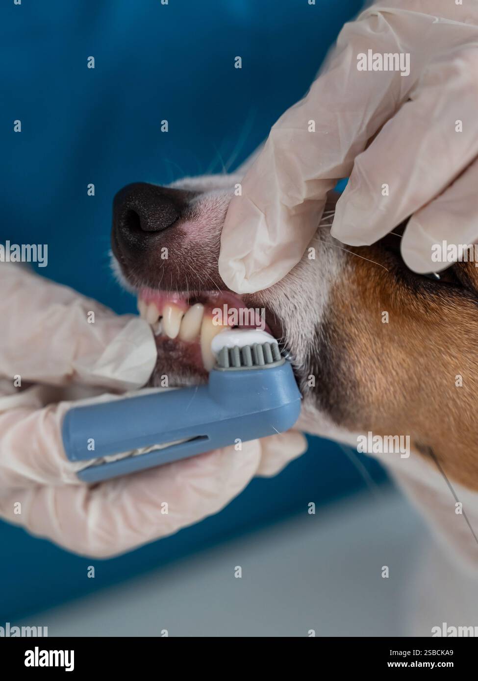 A vet is cleaning the teeth of a Jack Russell Terrier. Vertical photo ...