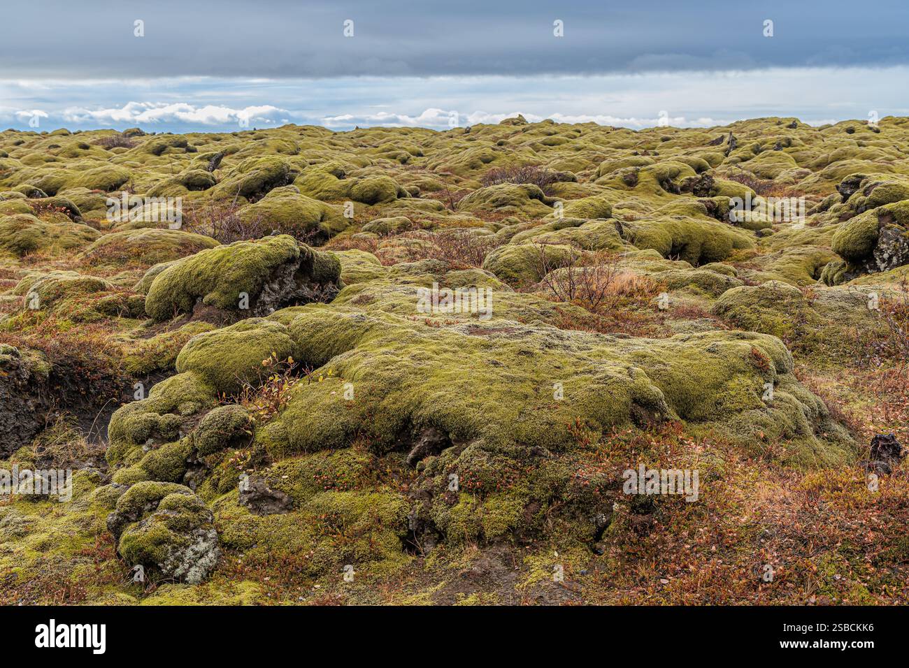 Typical vegetation of mosses and lichens at Medallandsvegur on the ...