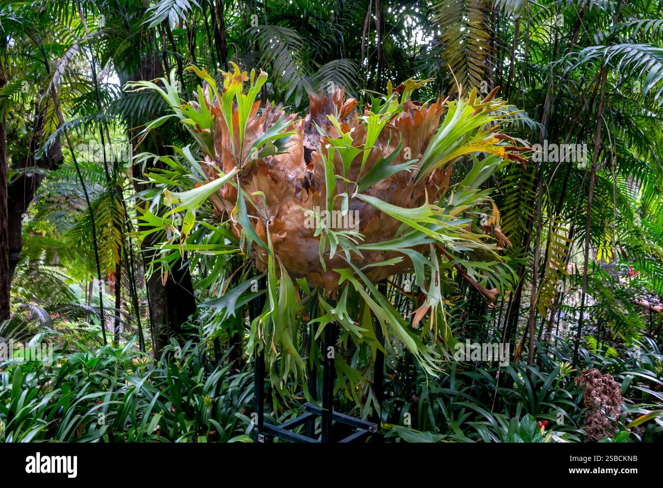Orchid plant in a park.Tropical botanical garden Monte, Funchal ...