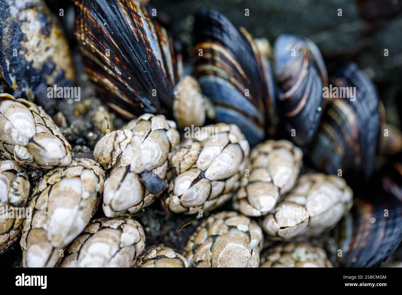 Close up of group of muscle shells and barnacles clinging to a rock in ...