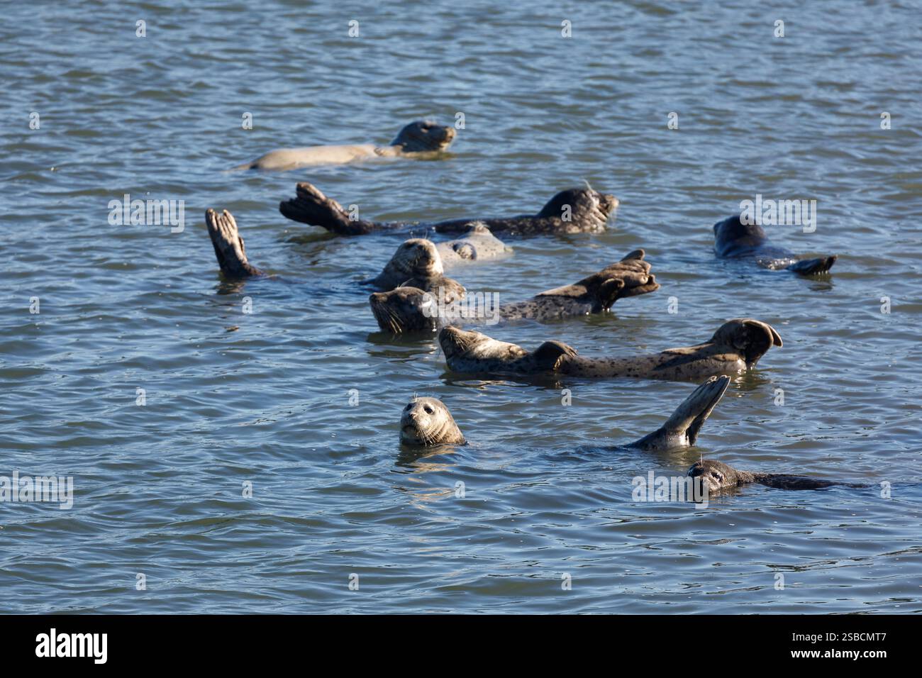 Group of seals resting in shallow waters near shore Stock Photo - Alamy