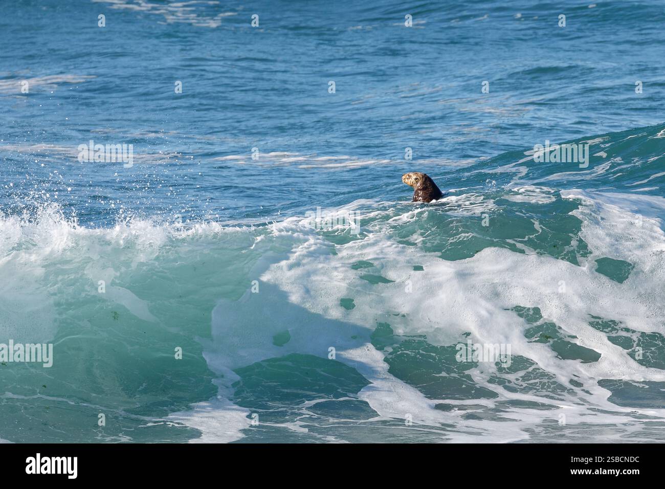 California sea otter hi-res stock photography and images - Alamy