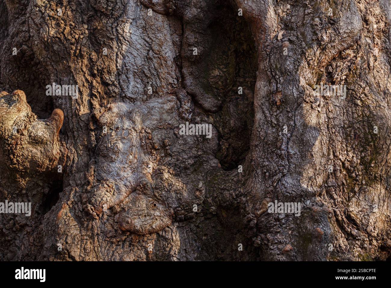 Texture of the bark of an old deciduous tree Stock Photo - Alamy