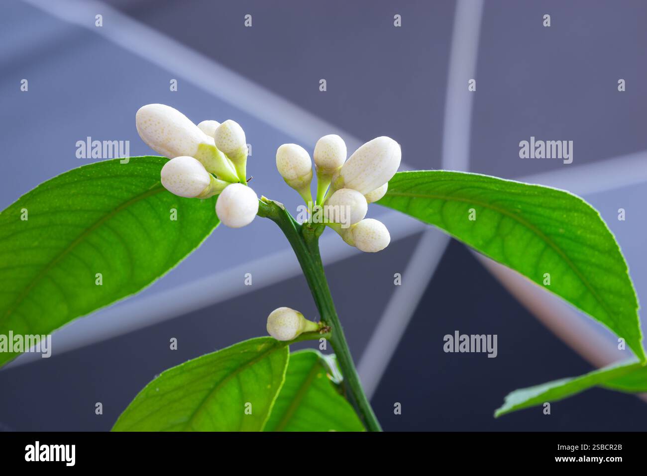 White flower buds of a lemon plant Stock Photo - Alamy