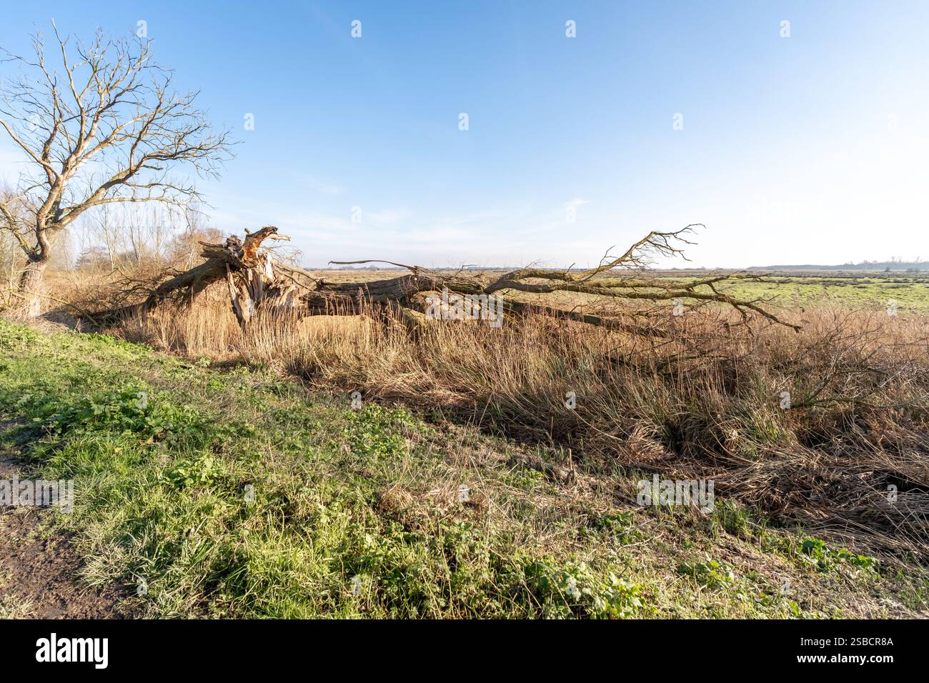 Wind battered tree in hi-res stock photography and images - Alamy