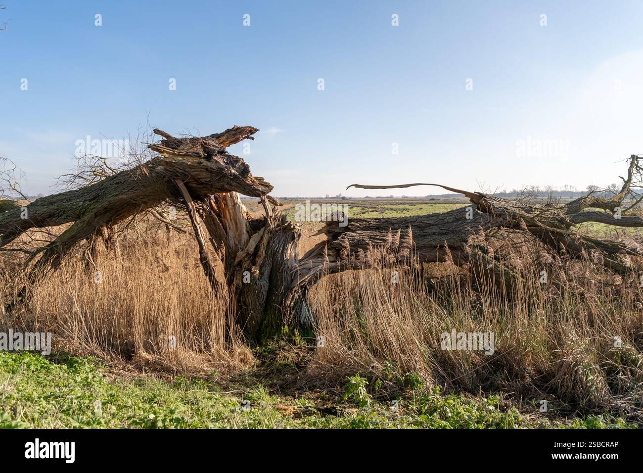 Wind battered tree in hi-res stock photography and images - Alamy