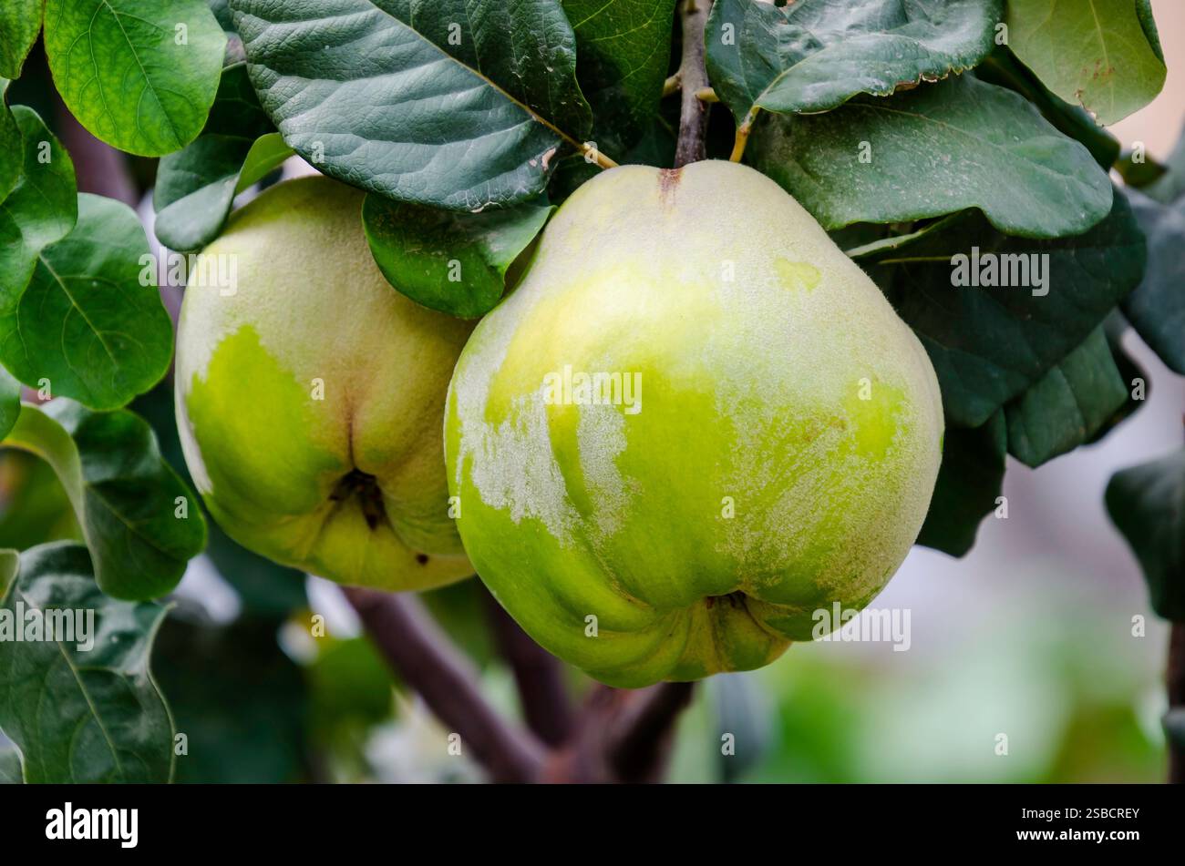 The quince (Cydonia oblonga) is the sole member of the genus Cydonia in ...