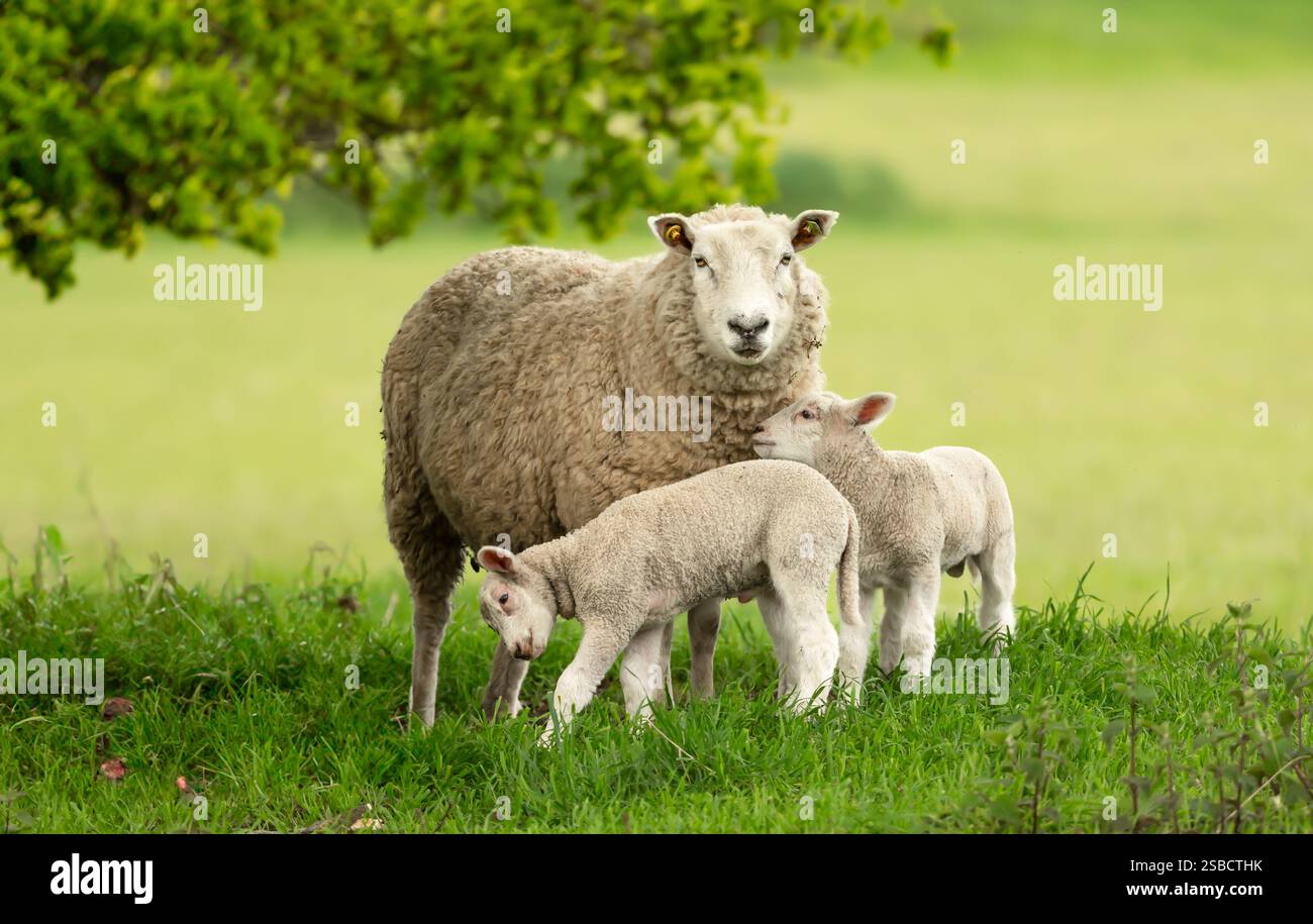 Sheep and lambs, A mother sheep and her two twin lambs in Springtime. A tender moment between ...