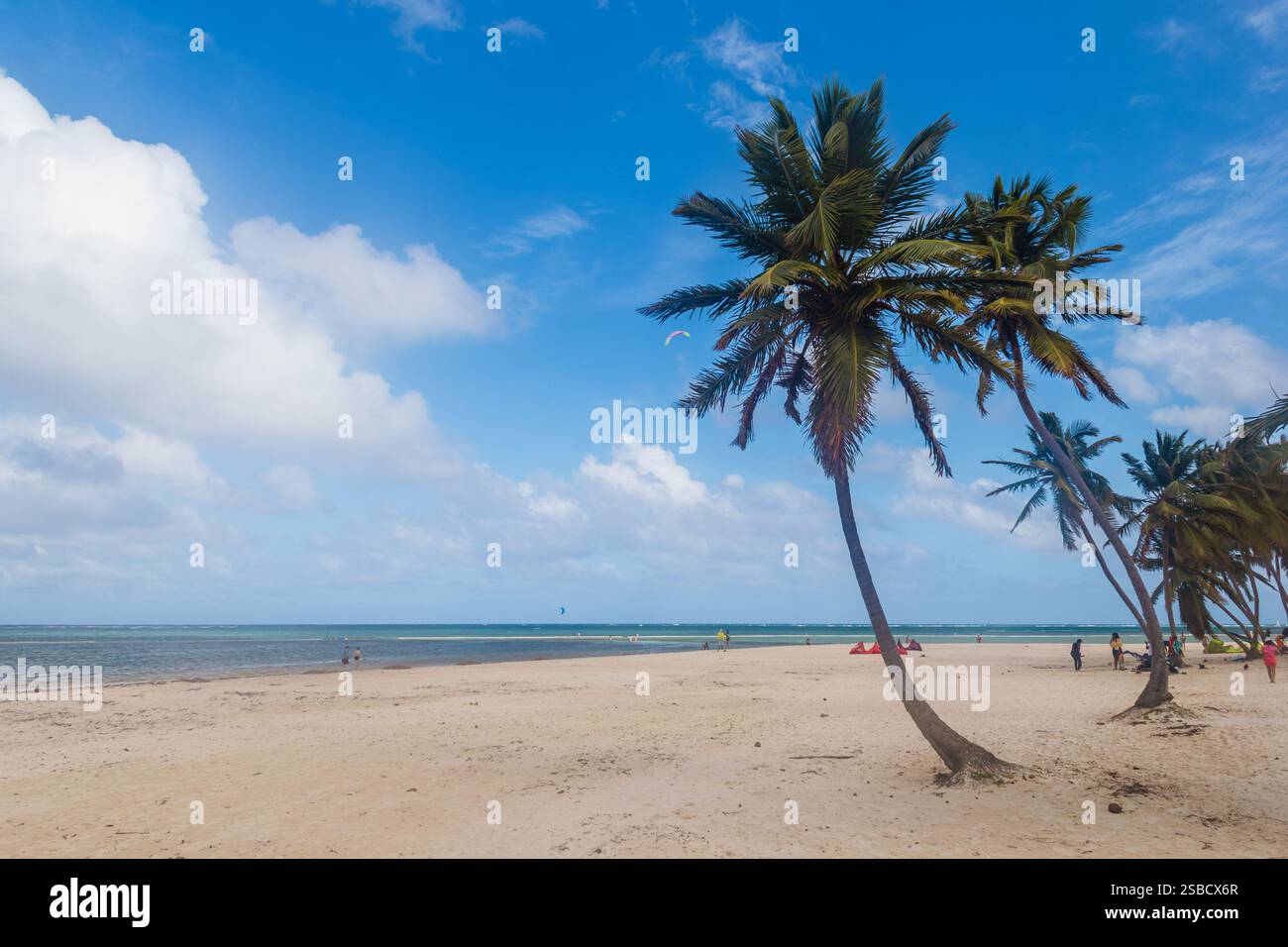 Palm tree at Cabeza de Toro (Bull's Head) Beach - Punta Cana, Dominican ...
