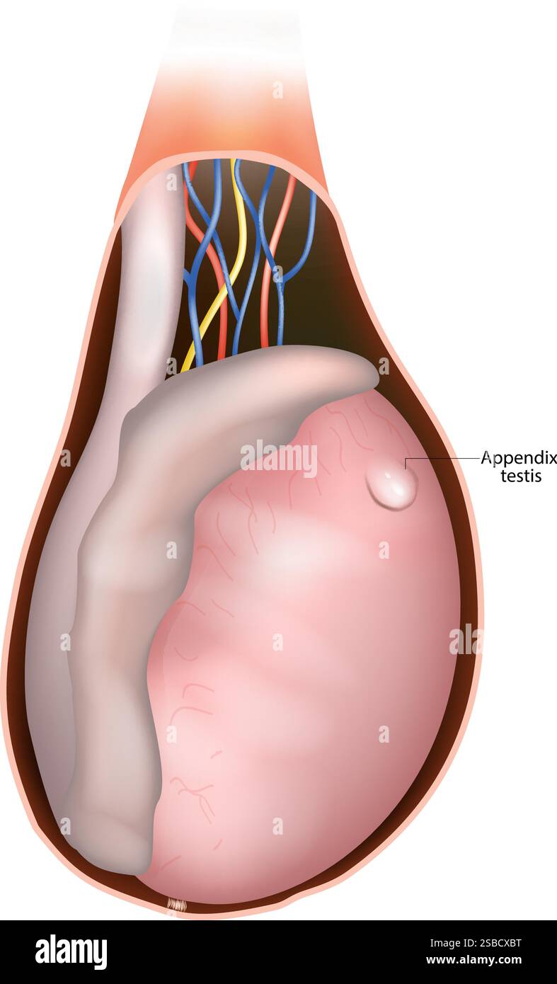 Appendix Testis Anatomy Medical Illustration Male Reproductive System Cross Section Testicular