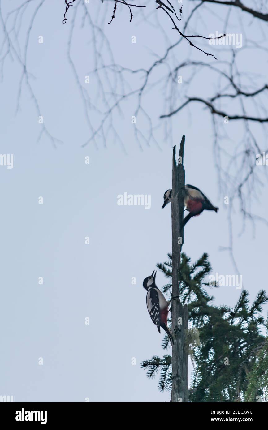 Two woodpeckers on an old dead tree in the forests of Finland Stock Photo - Alamy