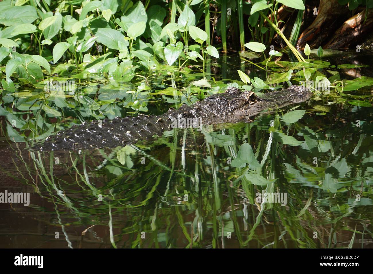 Close up of a swimming alligator lurking in the swamp water of the ...