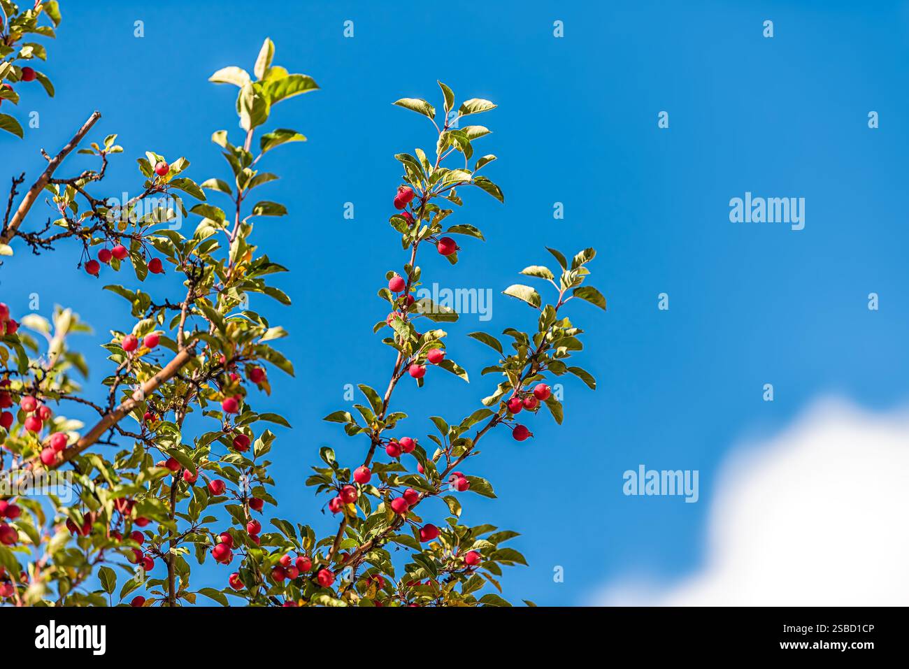 Vail town village blue sky in Colorado autumn fall season with ...